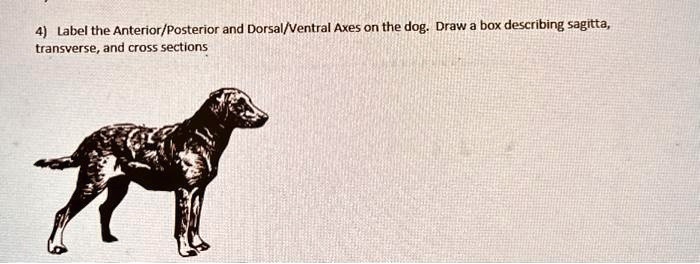 SOLVED: 4 Label the Anterior/Posterior and Dorsal/Ventral Axes on the ...