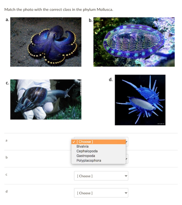 SOLVED: Match the photo with the correct class in the phylum Mollusca ...
