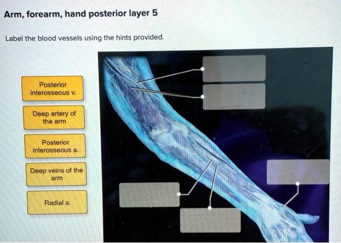 Arm, forearm, hand posterior layer 5 Label the blood vessels...