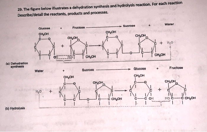 synthesis and hydrolysis reaction for each reaction 29 the figure below ...
