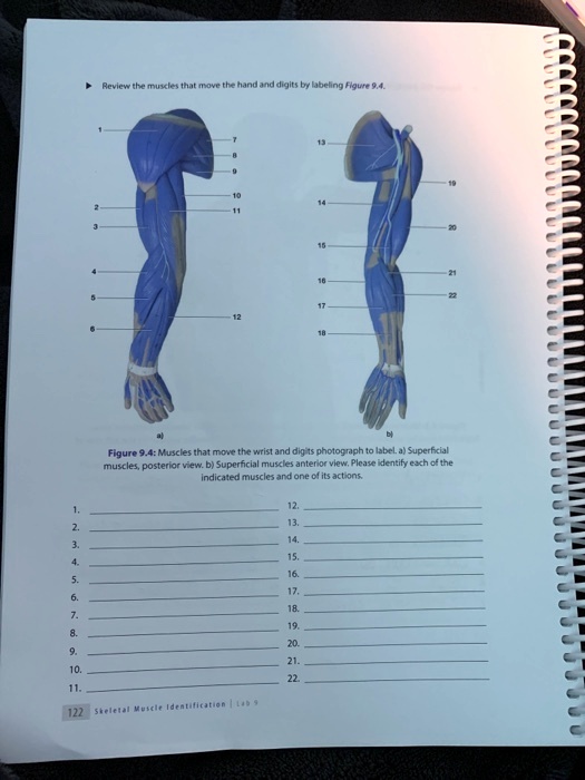 ? Review the muscles that move the hand and digits by labeling Figure 9 ...