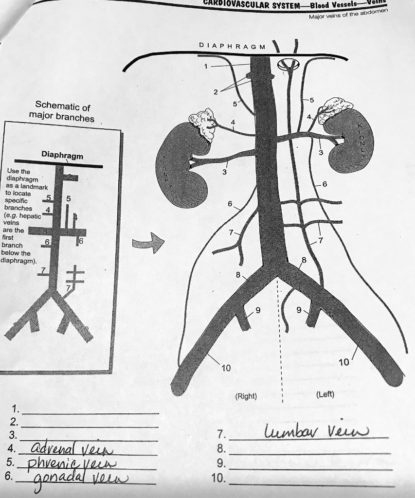 CARDIOVASCULAR SYSTEM-Blood Vessels-Veins Major veins of the abdomen ...