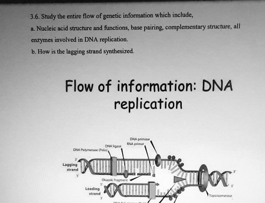 3.6. Study the entire flow of genetic information which include, a ...