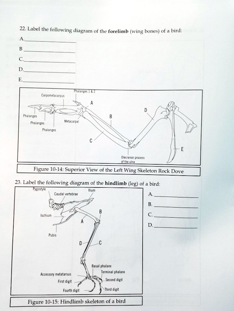 22 label the following diagram of the forelimb wing bones of a bird ...