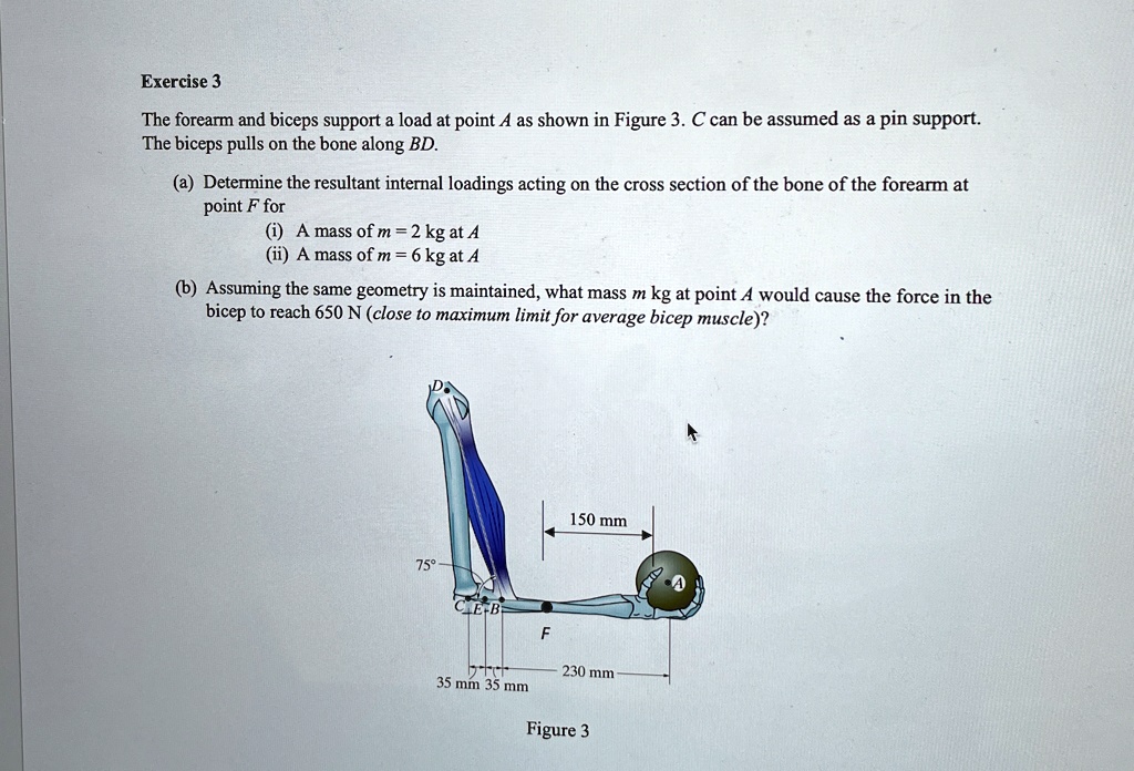 exercise 3 the forearm and biceps support a load at point a as shown in ...