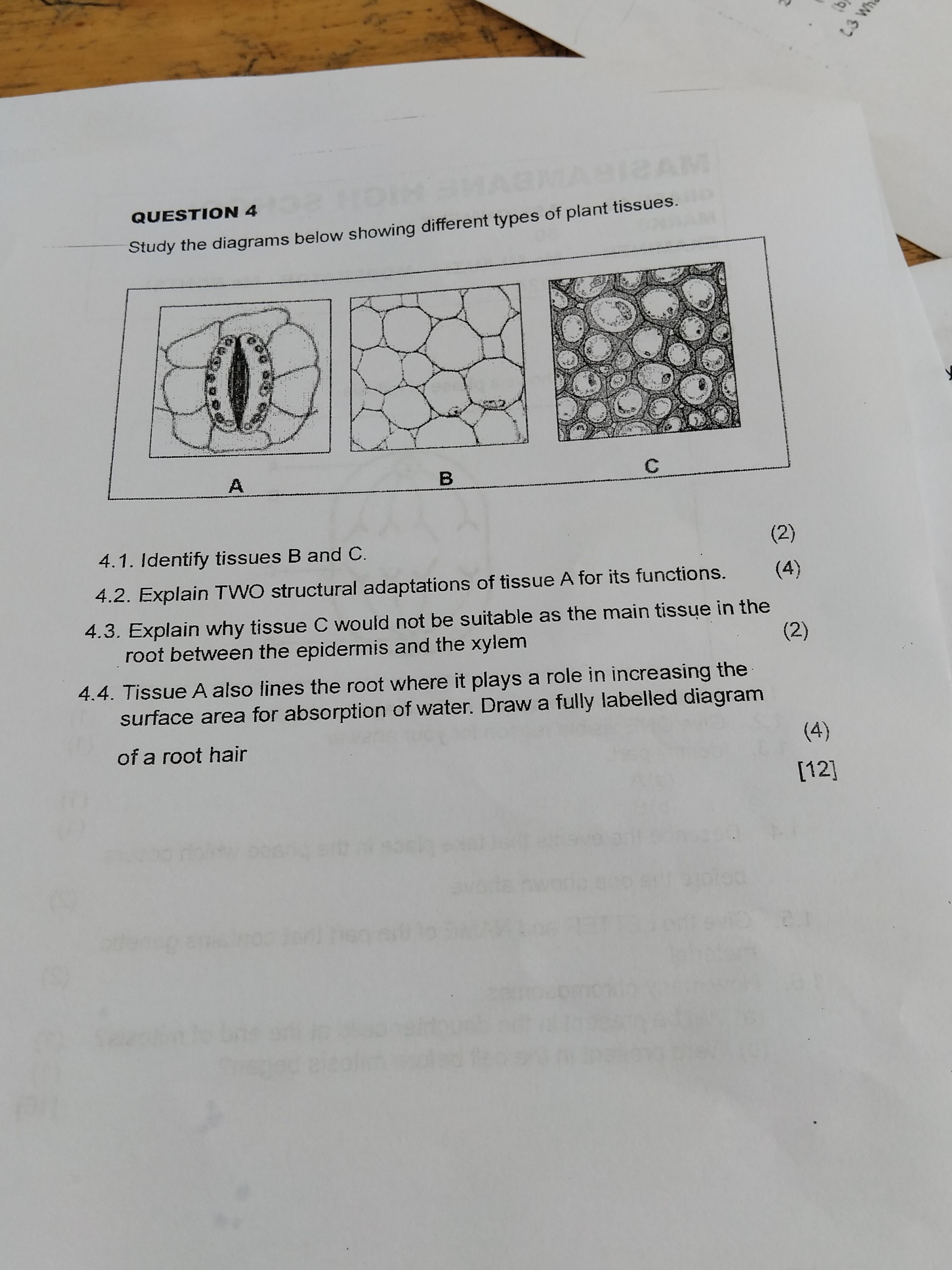 question 4 study the diagrams below showing different types of plant ...