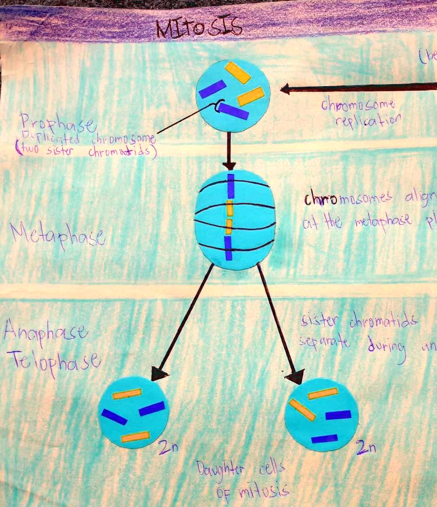 Draw a simple diagram that shows the process of mitosis and meiosis. Make sure to put labels in ...