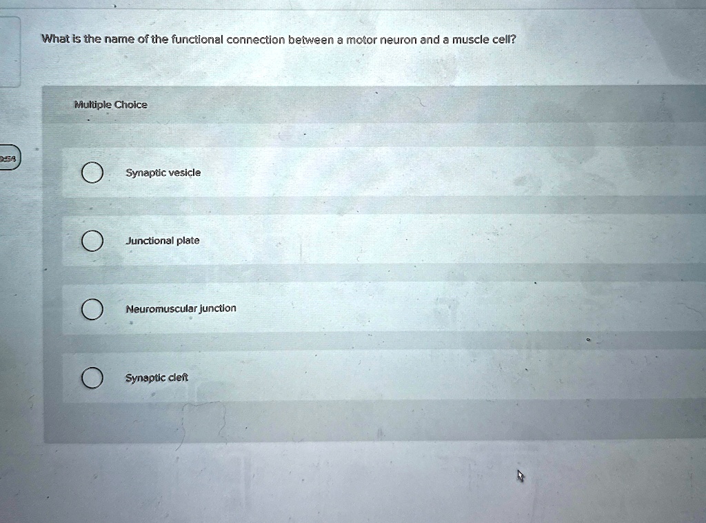 What is the name of the functional connection between a motor neuron and a muscle cell? Multiple ...