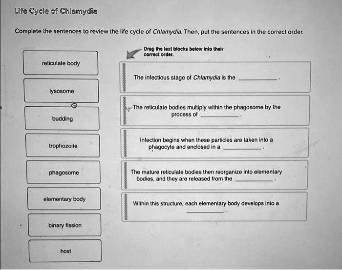 Life Cycle of Chlamydia Complete the sentences to review the life cycle ...