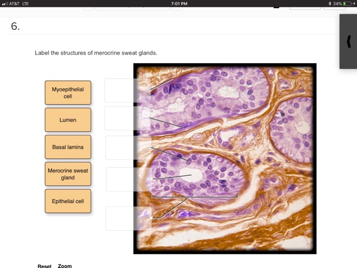 6. Label the structures of merocrine sweat glands. Myoepithelial cell ...