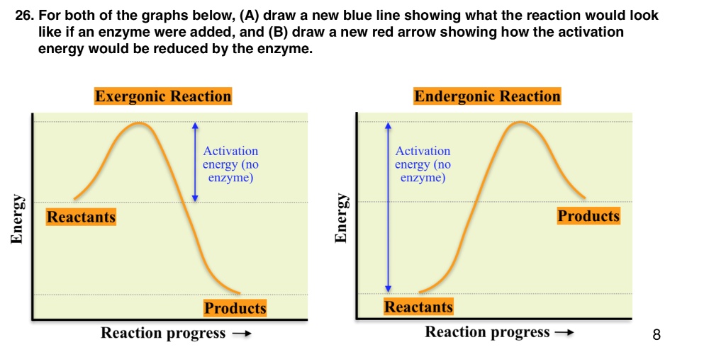 Ppt Endergonic And Exergonic Reactions Powerpoint