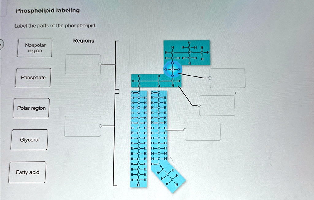 Phospholipid labeling Label the parts of the phospholipid. Nonpolar ...