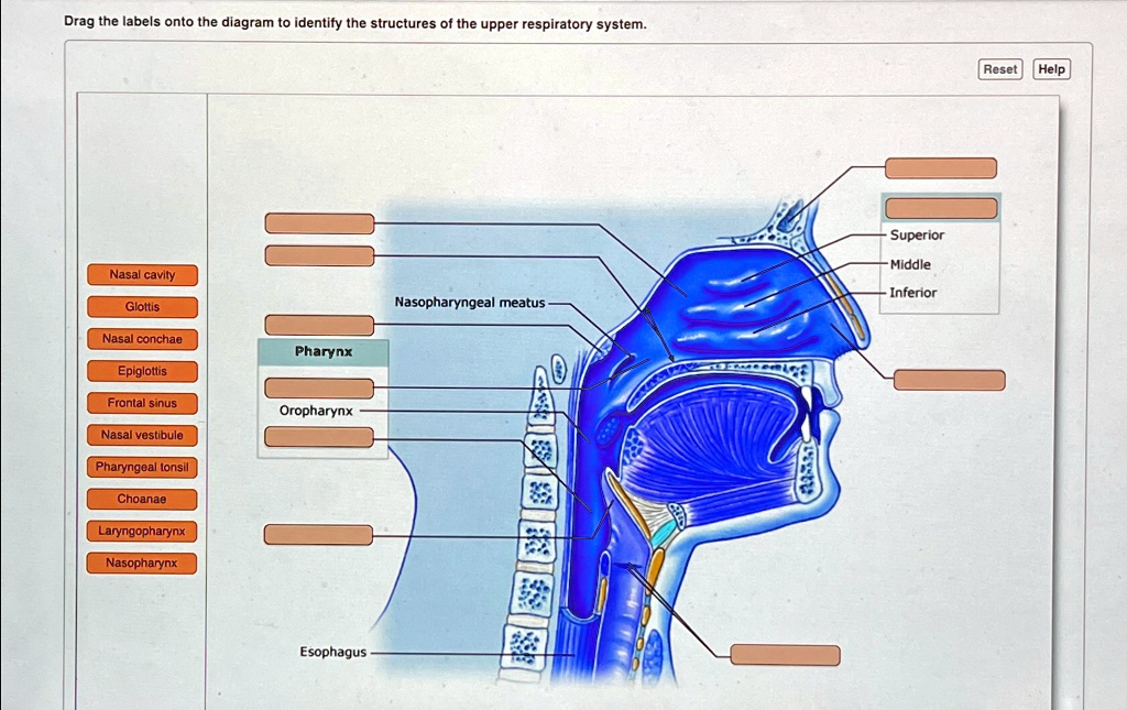 Drag the labels onto the diagram to identify the structures of the upper respiratory system ...