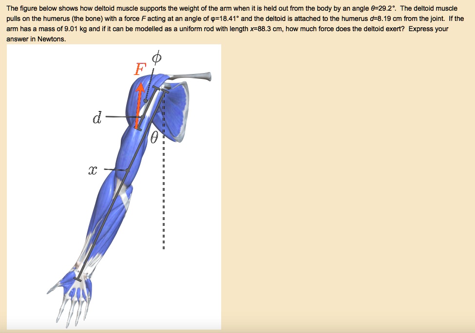 The figure below shows how the deltoid muscle supports the weight of ...