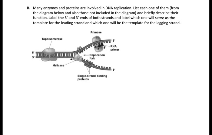B. Many enzymes and proteins are involved in DNA replication. List each ...