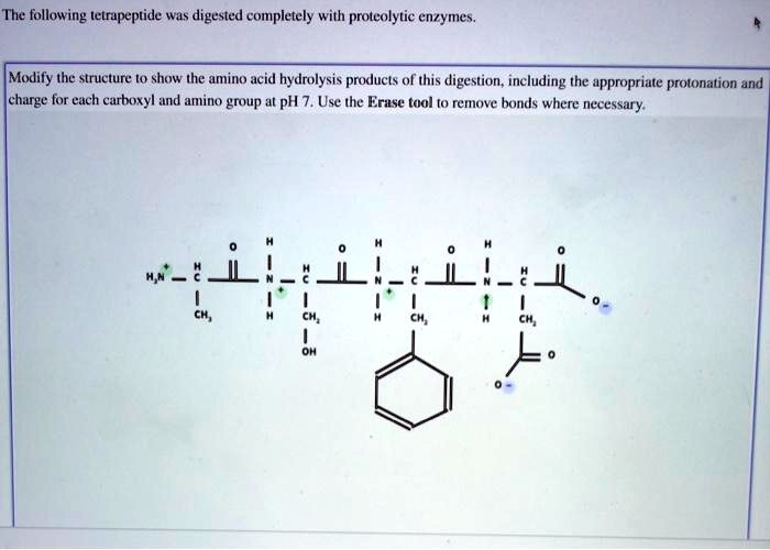 SOLVED: The following tetrapeptide was digested completely with proteolytic enzymes: Modify the ...