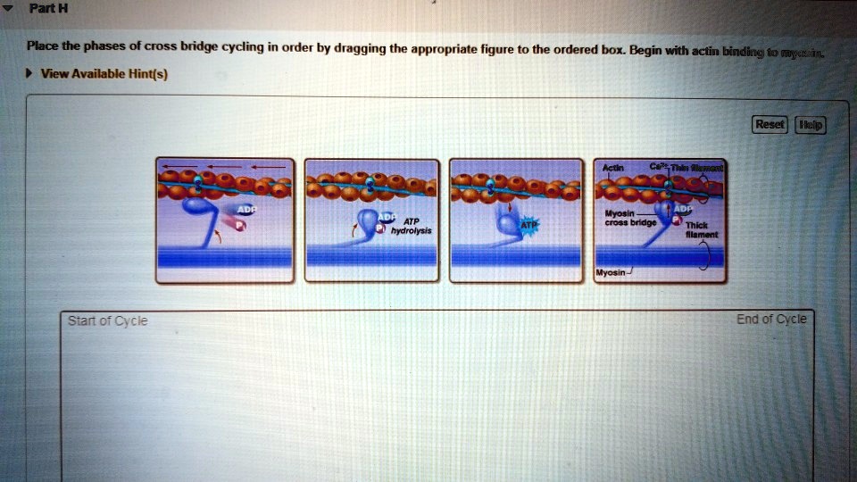 SOLVED: Place the phases of cross bridge cycling in order by dragging the appropriate figure to ...