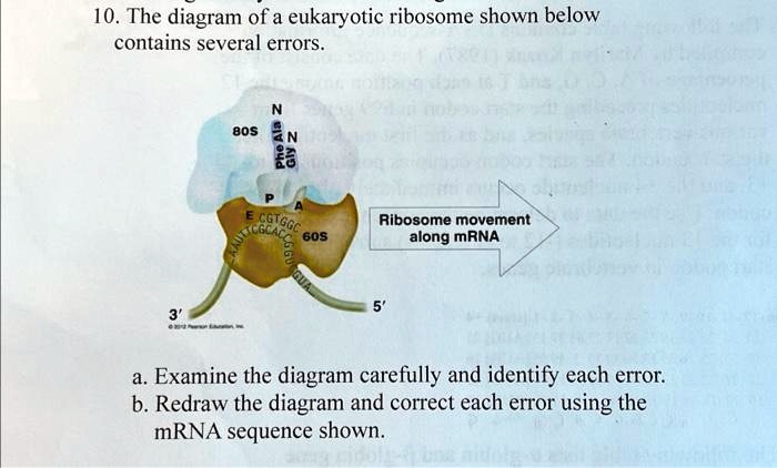 10. The diagram of a eukaryotic ribosome shown...