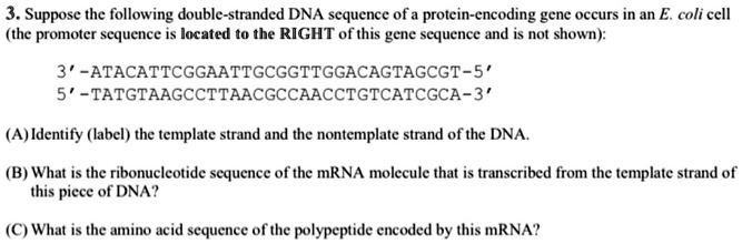 SOLVED: 3 . Suppose the following double-stranded DNA sequence of a ...