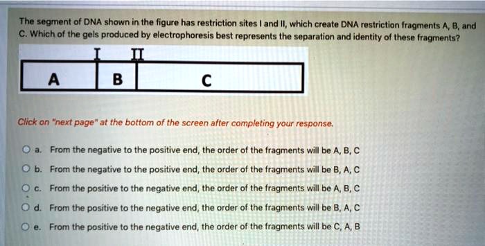 SOLVED: The segment of DNA shown in the figure has restriction sites ...