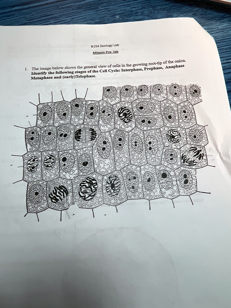the image below shows the general view of cells in the growing root tip ...