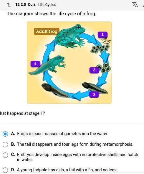 HHHHHEEELLLPPP!!!!!!!!! The diagram shows the life cycle of a frog ...