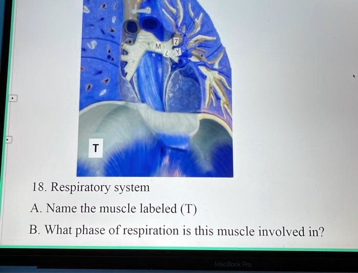 [GET ANSWER] 18. Respiratory system A. Name the muscle labeled (T) B ...