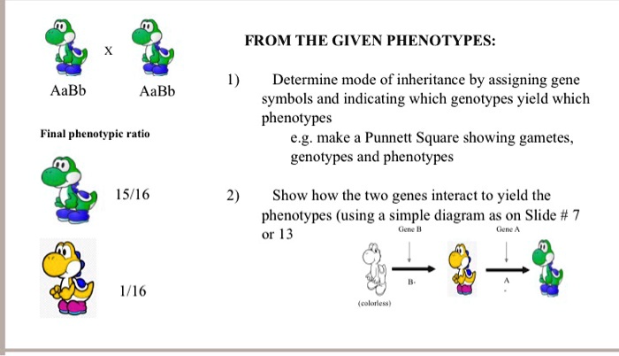 X AaBb AaBb Final phenotypic ratio 15/16 1/16 FROM THE GIVEN PHENOTYPES ...