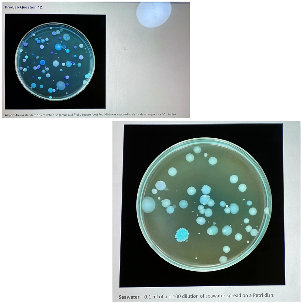 SOLVED: 1.Seawater- 0.1ml of a 1:100 dilution of seawater spread on a ...