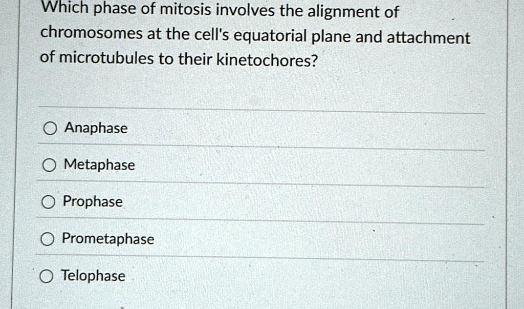 which phase of mitosis involves the alignment of chromosomes at the ...