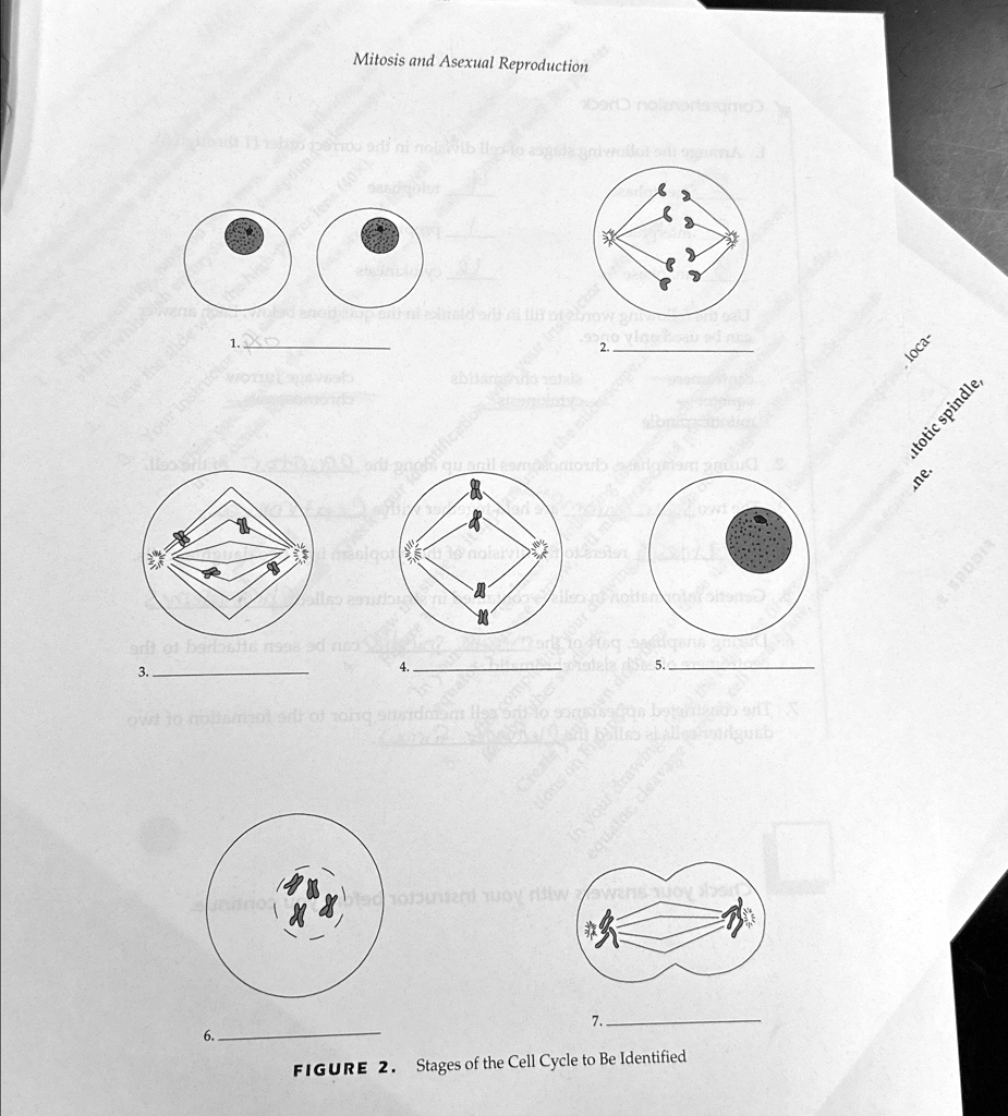 SOLVED: Mitosis and Asexual Reproduction 2. FIGURE 1. Mitosis and ...
