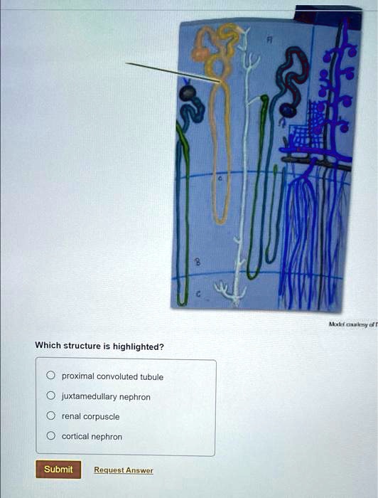 Which structure is highlighted? proximal convoluted tubule ...