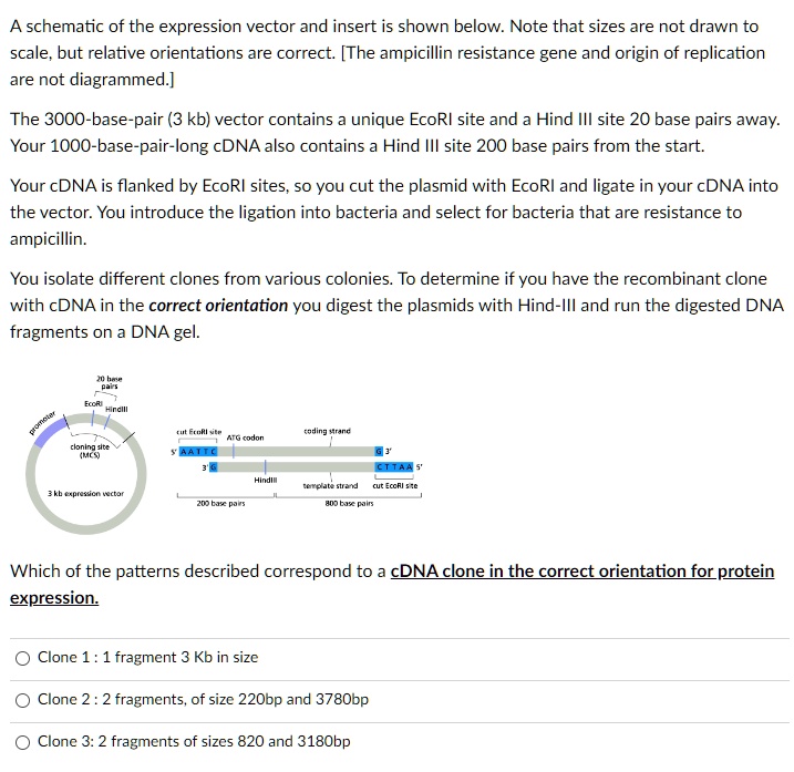 A schematic of the expression vector and insert is shown below. Note ...