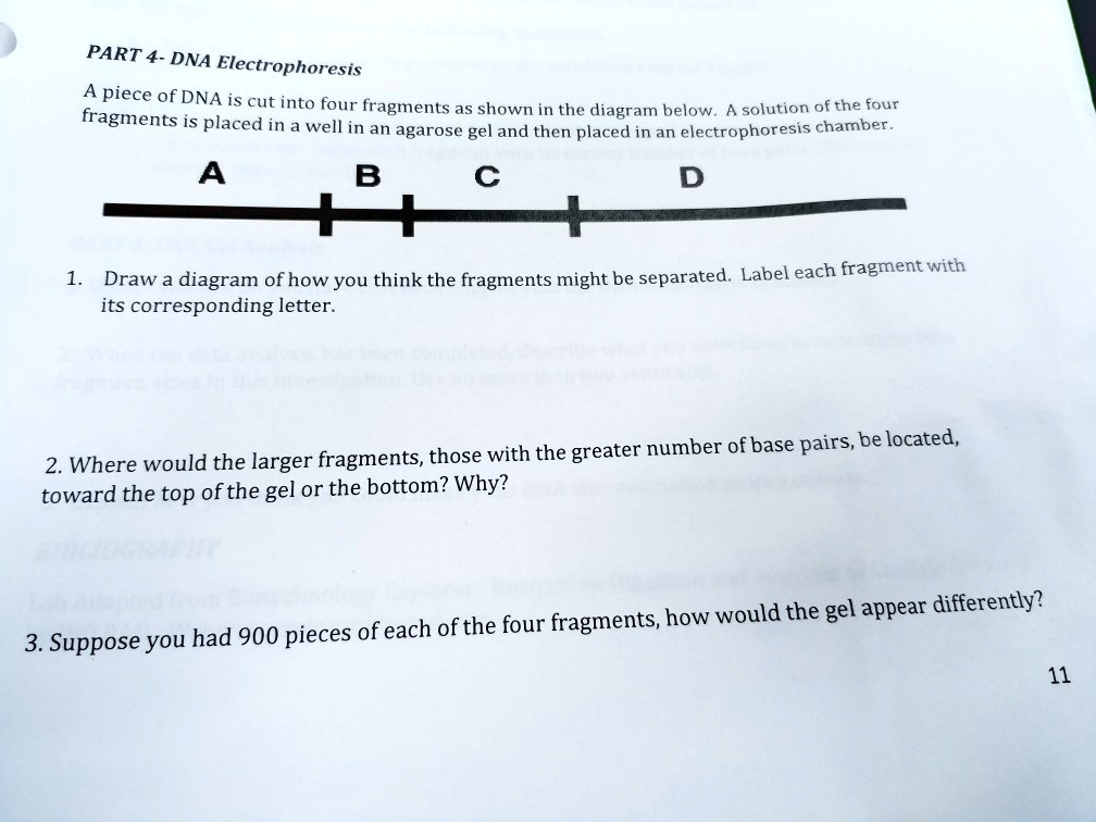 SOLVED: PART 4 - DNA Electrophoresis The DNA is cut into four fragments ...