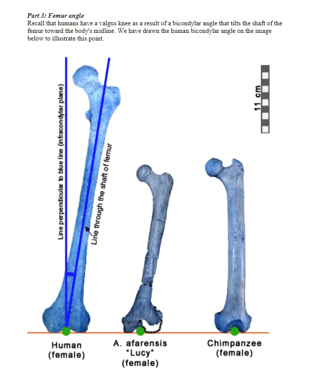 Part 3: Femur angle Recall that humans have a valgus knee as a result ...