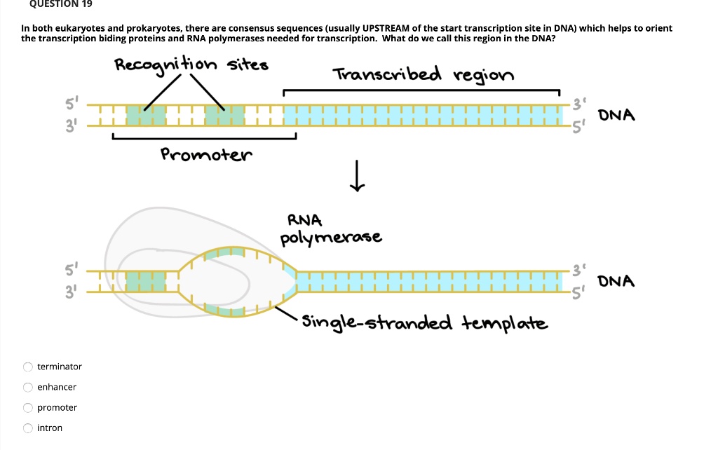 question 19 in both eukaryotes and prokaryotes there are consensus ...