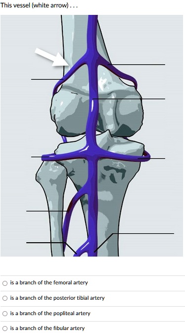 SOLVED: This vessel (white arrow) . . . O is a branch of the femoral ...
