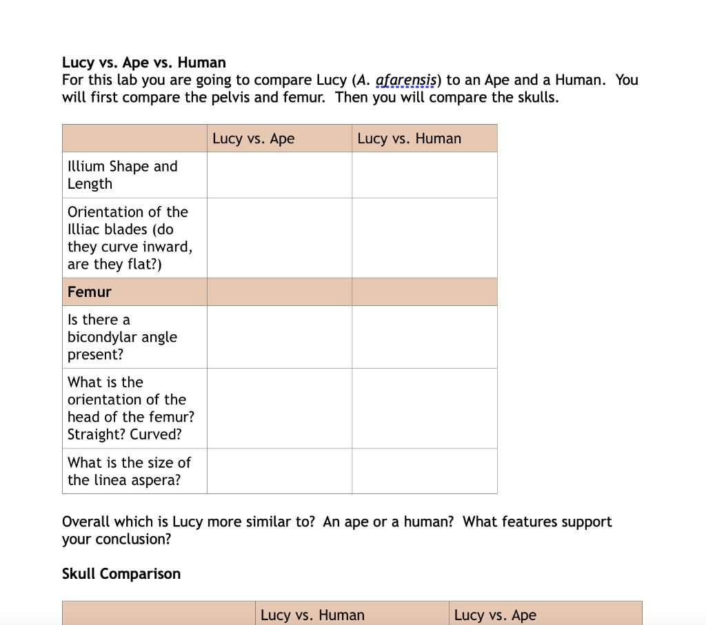 lucy vs ape vs human for this lab you are going to compare lucy a ...