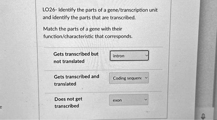 LO26- Identify the parts of a gene/transcription unit and identify the parts that are ...