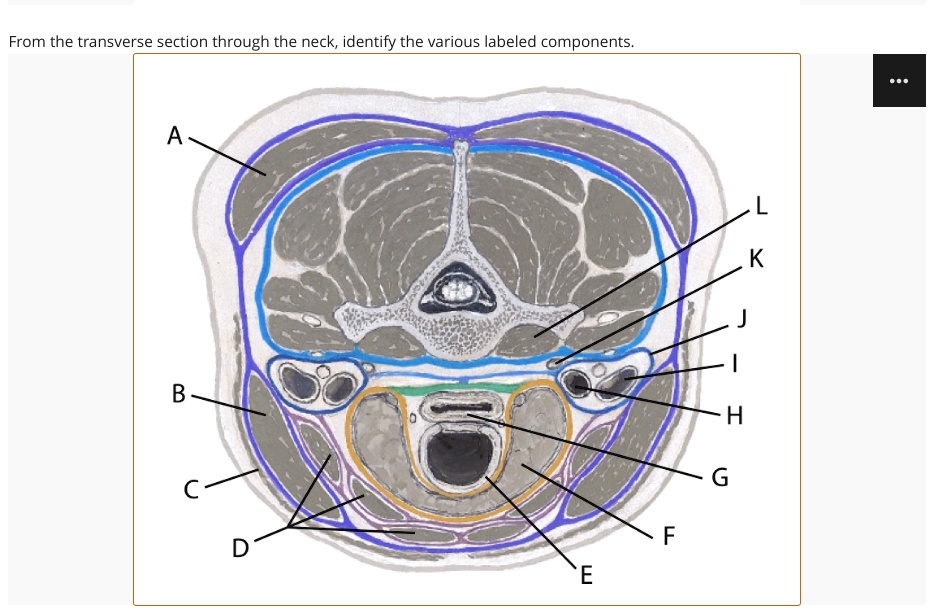 From the transverse section through the neck, identify the various ...