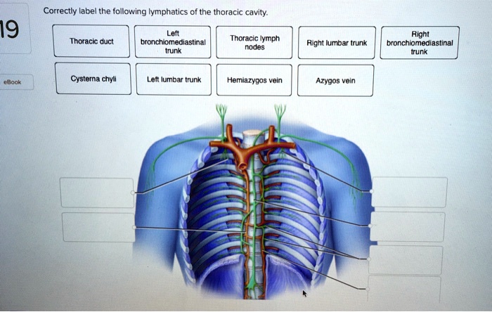 19 Correctly label the following lymphatics of the thoracic...