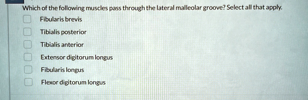which of the following muscles pass through the lateral malleolar ...
