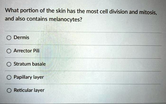What portion of the skin has the most cell division and mitosis, and ...