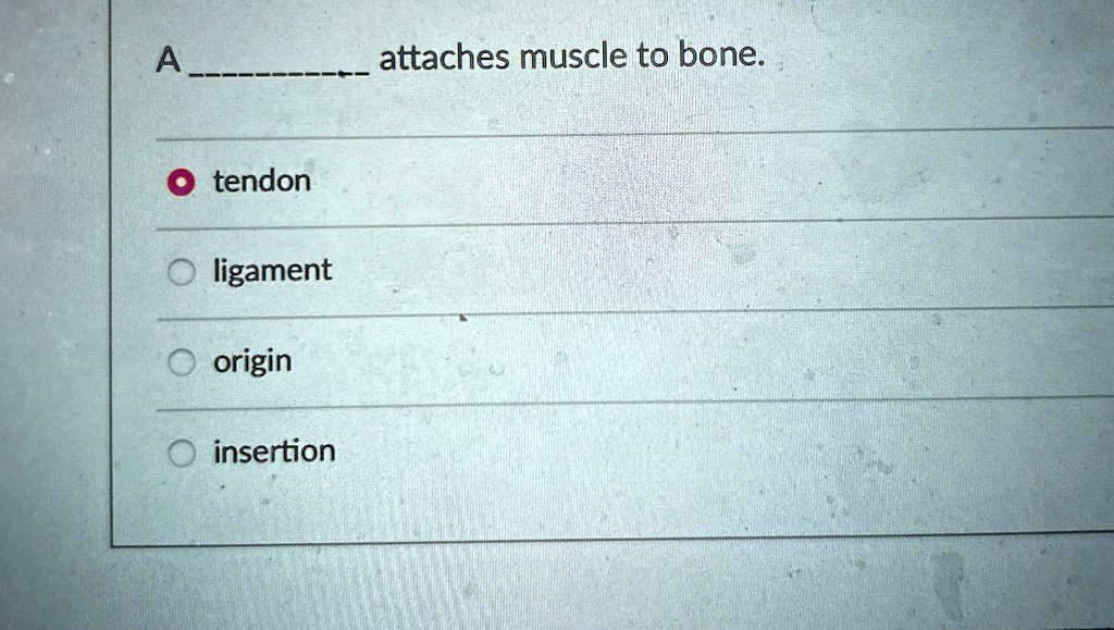 a q attaches muscle to bone tendon ligament origin insertion a attaches ...