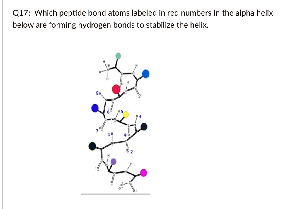 SOLVED: Q17: Which peptide bond atoms labeled in red numbers in the ...