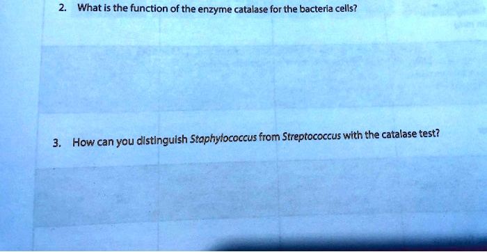 what is the function of the enzyme catalase for the bacteria cells how ...