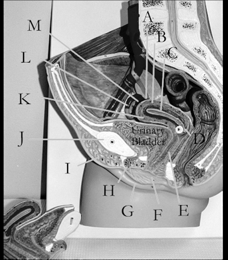 Solved Texts Part B Labeling Female Reproductive Anatomy Label The Structures As Shown Below 9979