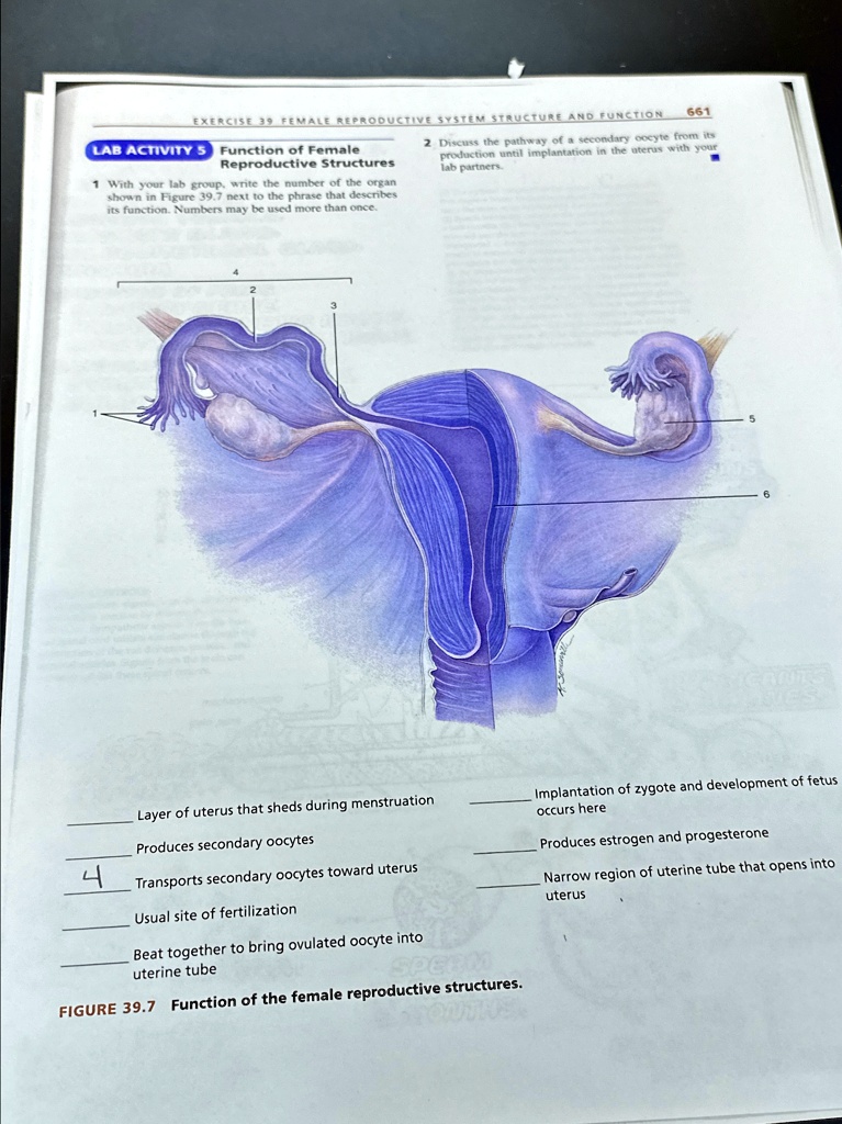 exercise 39 female reproductive system structure and function 661 lab activity function of ...