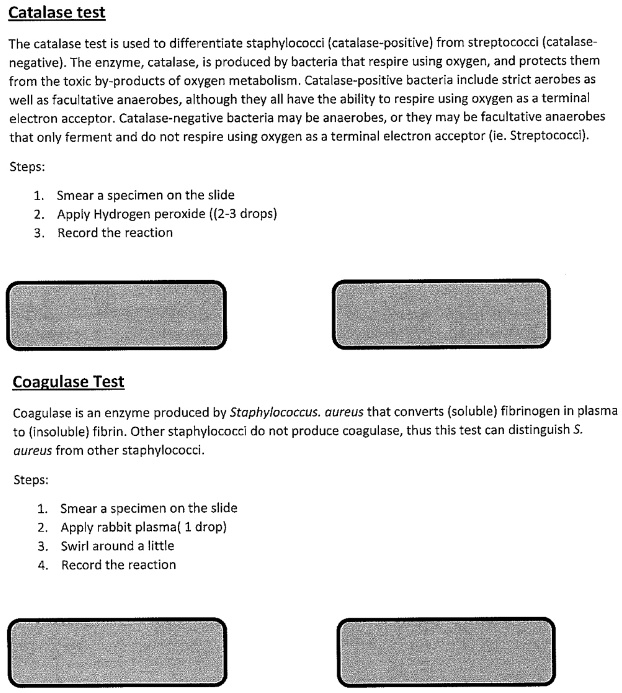 catalase test the catalase test used to differentiate staphylococci ...