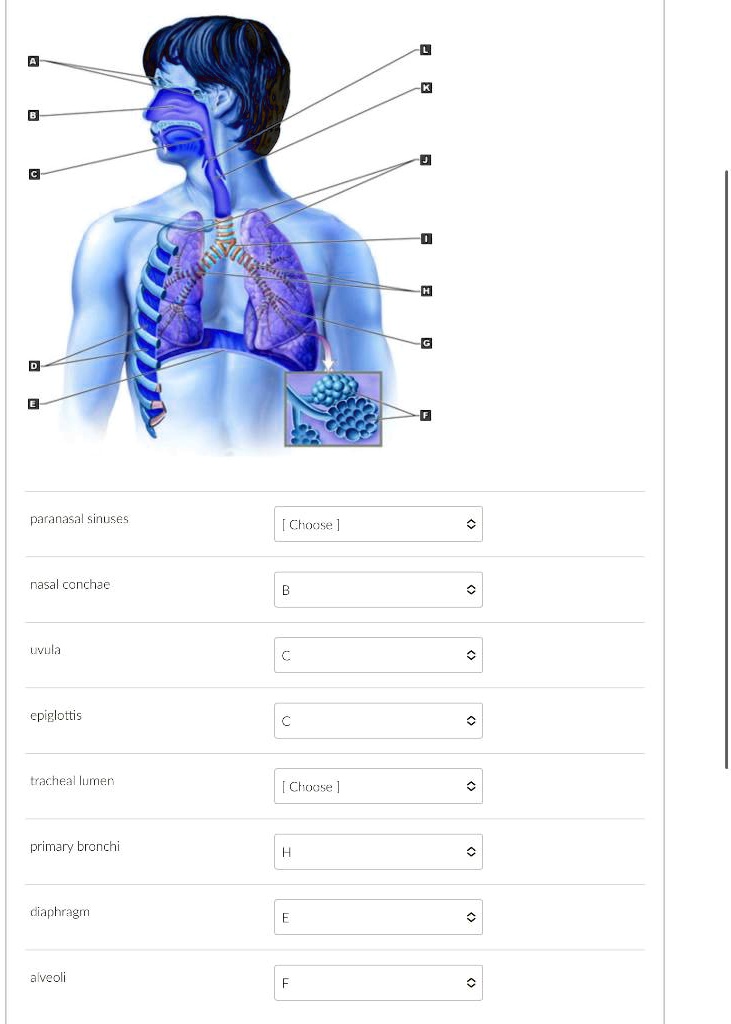 a l k g e paranasal sinuses choose nasal conchae b uvula epiglottis ...